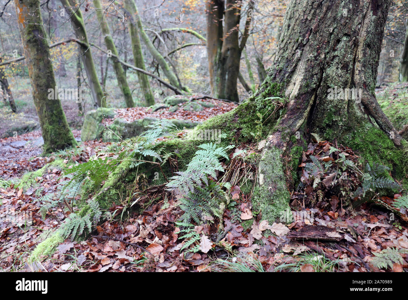 National Trust Forest Stock Photo - Alamy