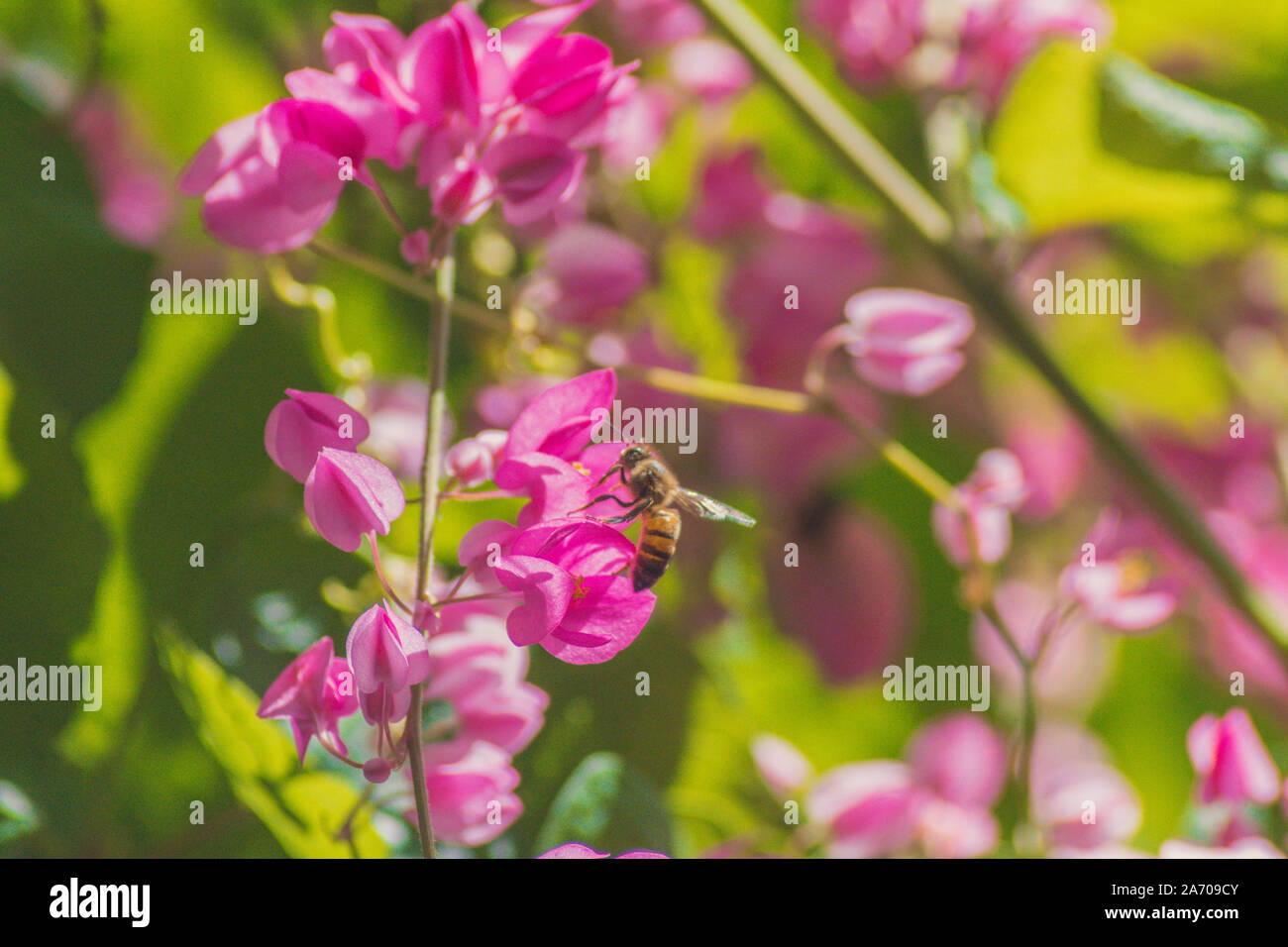 Bee doing work hi-res stock photography and images - Alamy