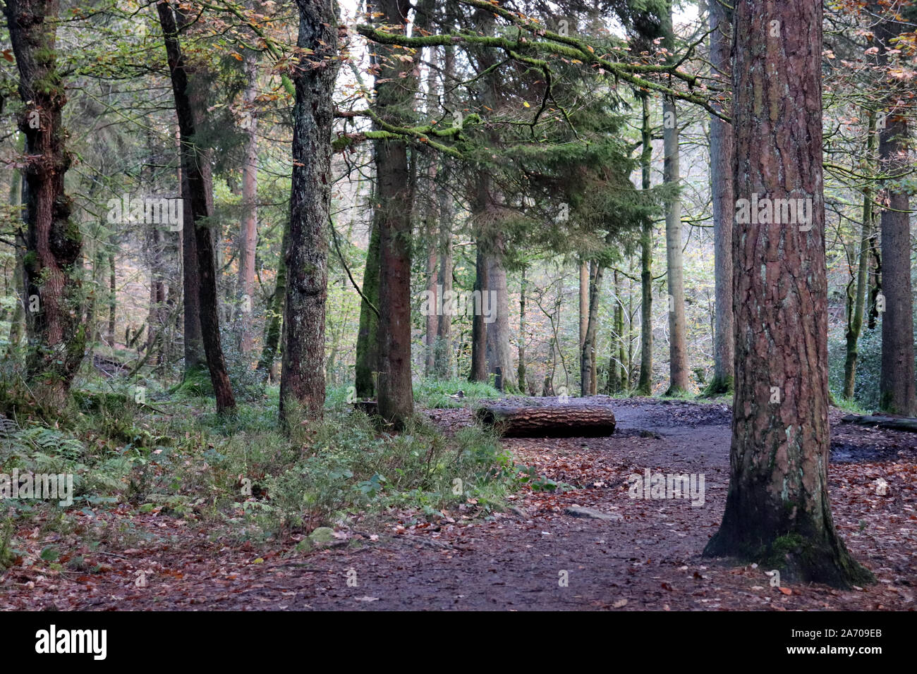 National Trust Forest Stock Photo - Alamy