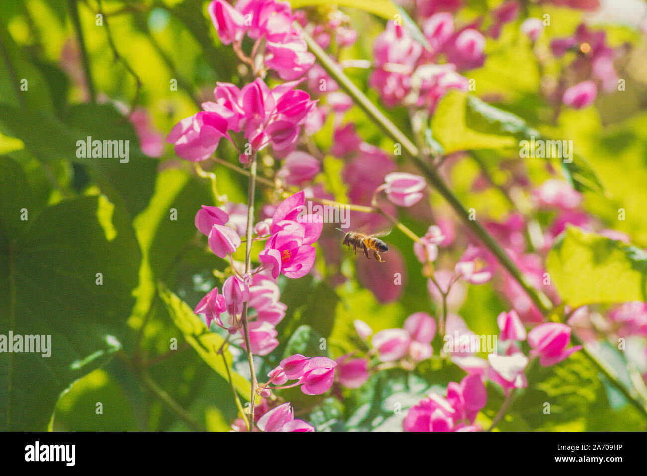 Bee doing work hi-res stock photography and images - Alamy