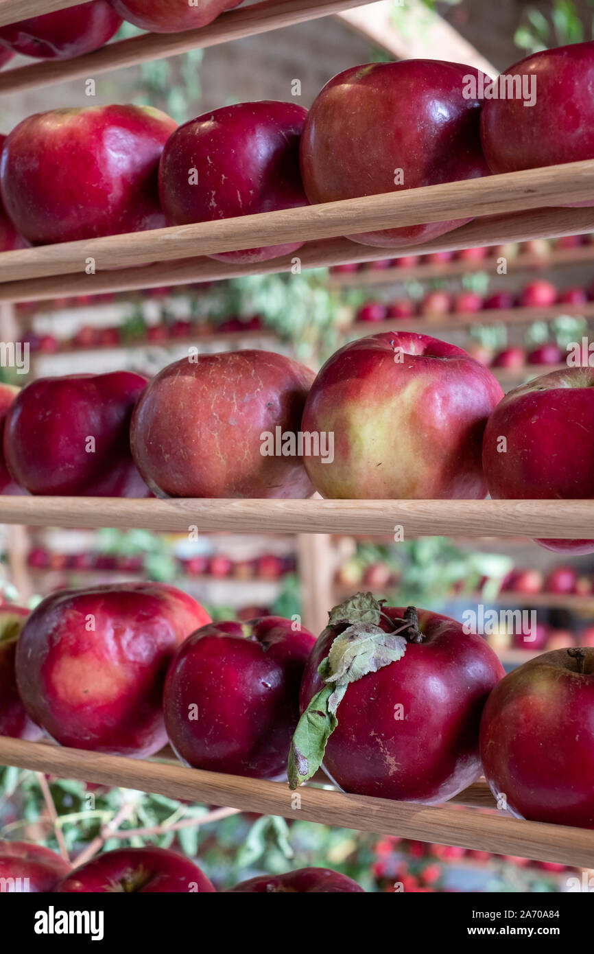 Apple display celebrating the apple harvest at The Newt, Somerset, UK ...