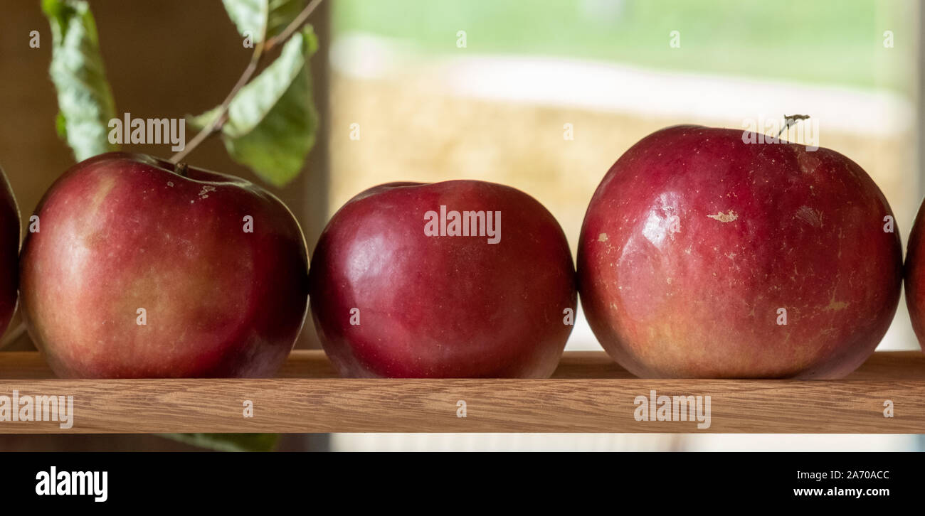 Red apples on display at The Newt, Somerset, UK, during the apple ...