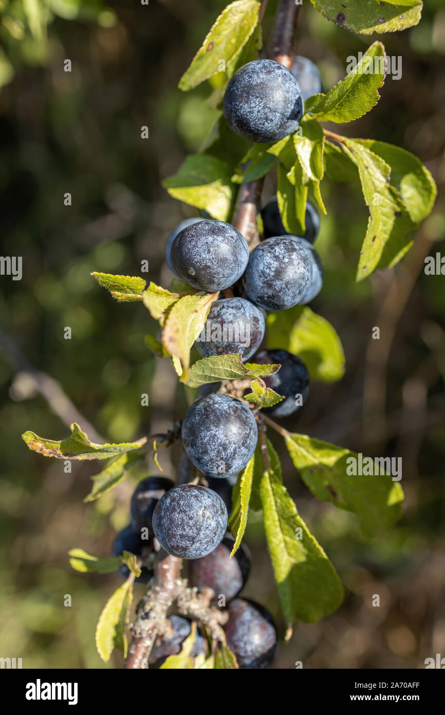 Acid ripe sloe ( Prunus spainosa) berries in October on countryside ...