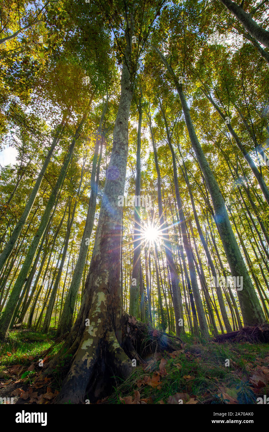 Poplar view hi-res stock photography and images - Alamy