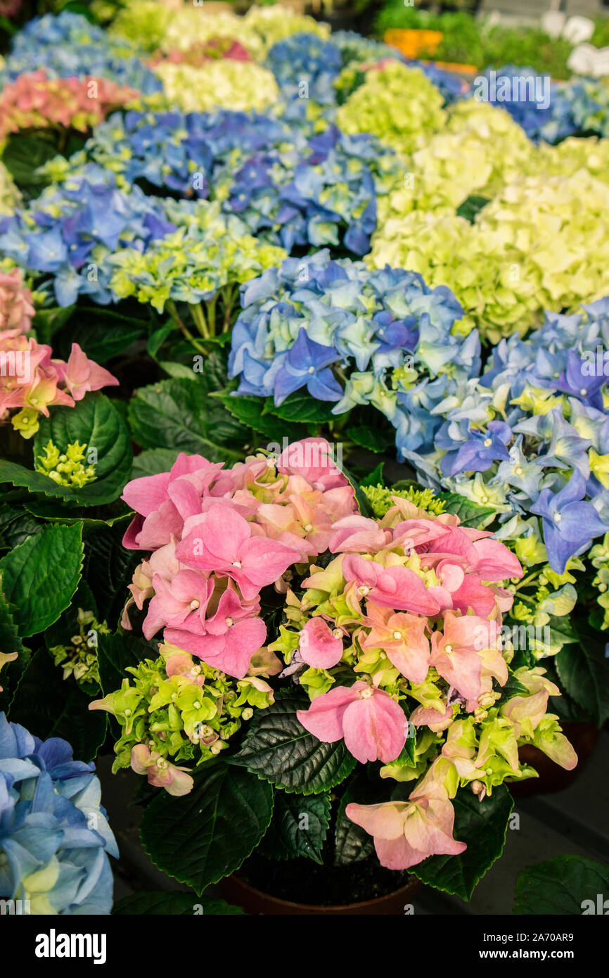 Different color hydrangeas hi-res stock photography and images - Alamy