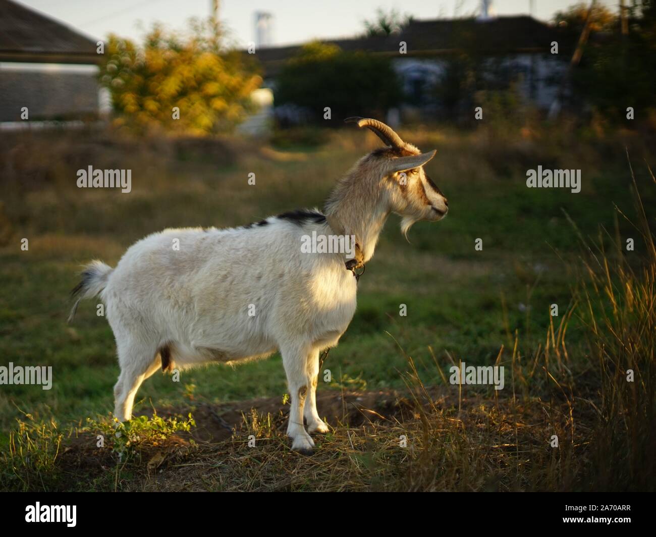 Young goat grazes in spring hi-res stock photography and images - Alamy