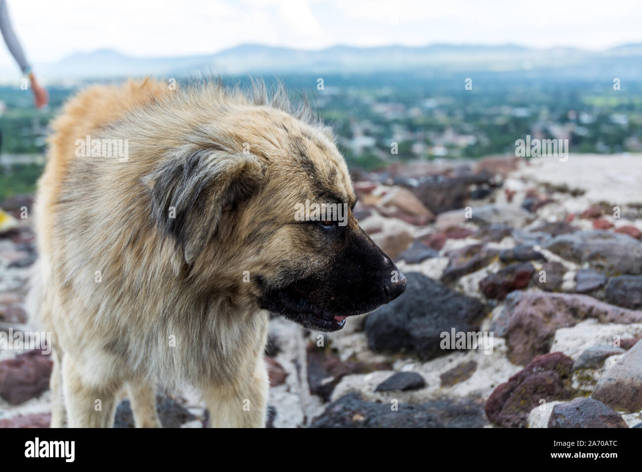 A dog on the top of Pyramid of the Sun, the largest ruins of the ...