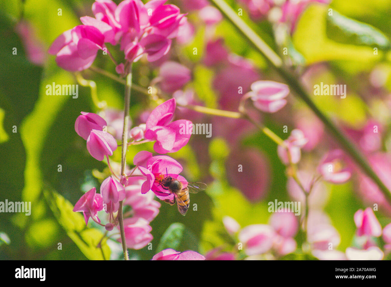 Bee doing work hi-res stock photography and images - Alamy