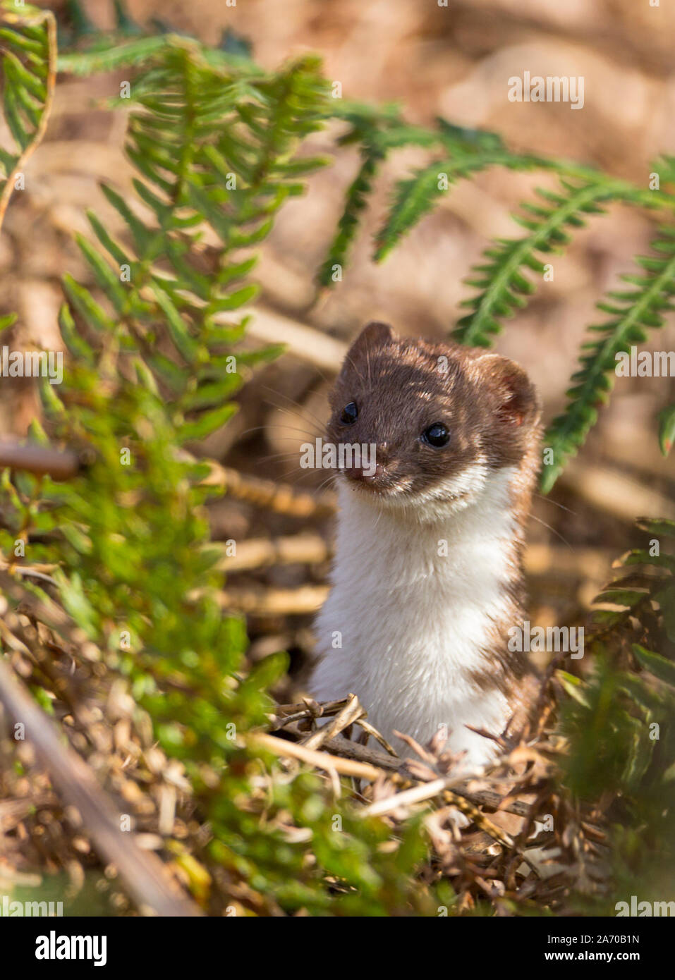 Weasel mustela nivalis smallest carnivor mammal long slender body short ...