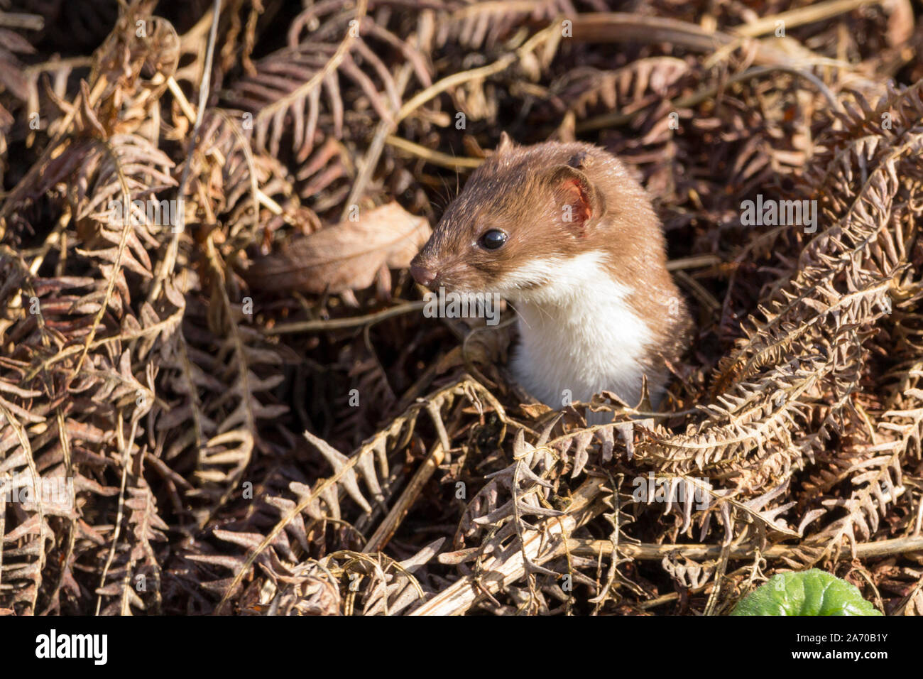 Weasel mustela nivalis smallest carnivore mammal long slender body ...