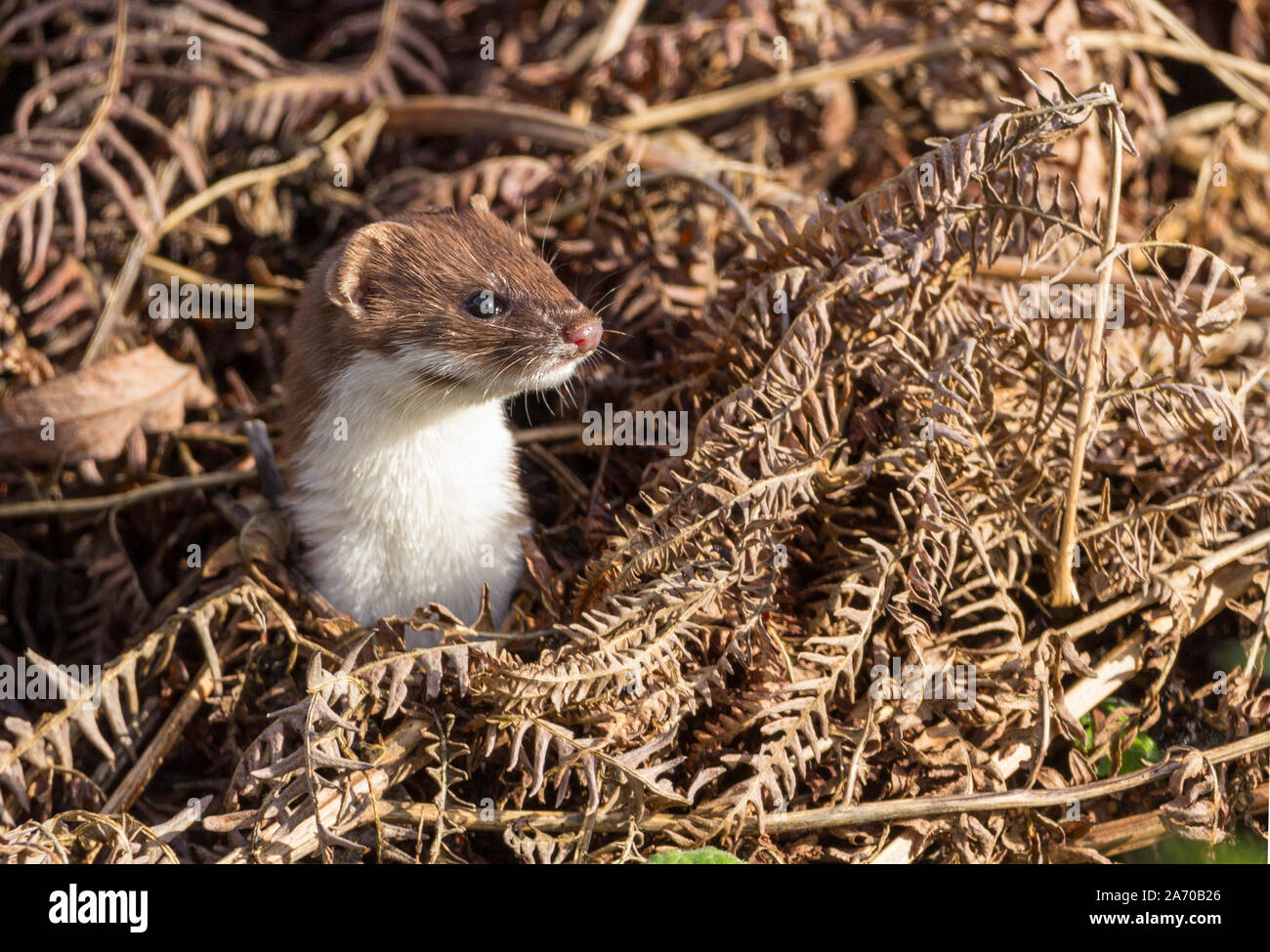 Weasel mustela nivalis smallest carnivore mammal long slender body ...