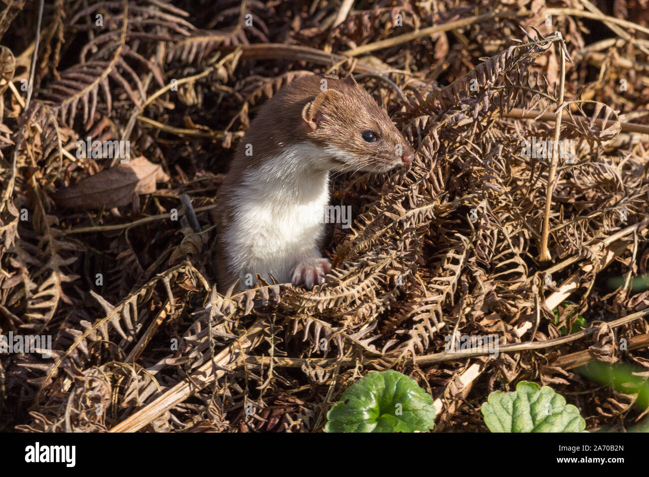 Weasel mustela nivalis smallest carnivor mammal long slender body short ...