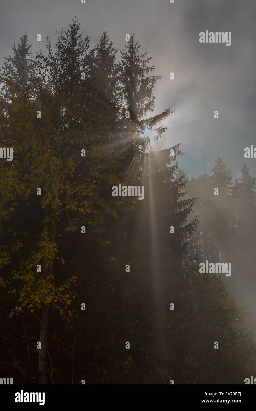 Light shining through tree hi-res stock photography and images - Alamy