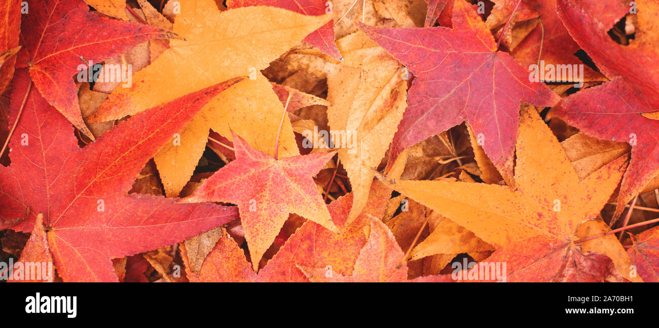 Scattered colorful red, orange and yellow fall maple leaves banner ...