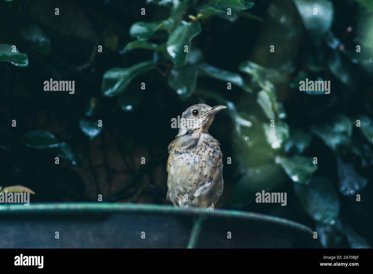 Baby thrush hi-res stock photography and images - Alamy