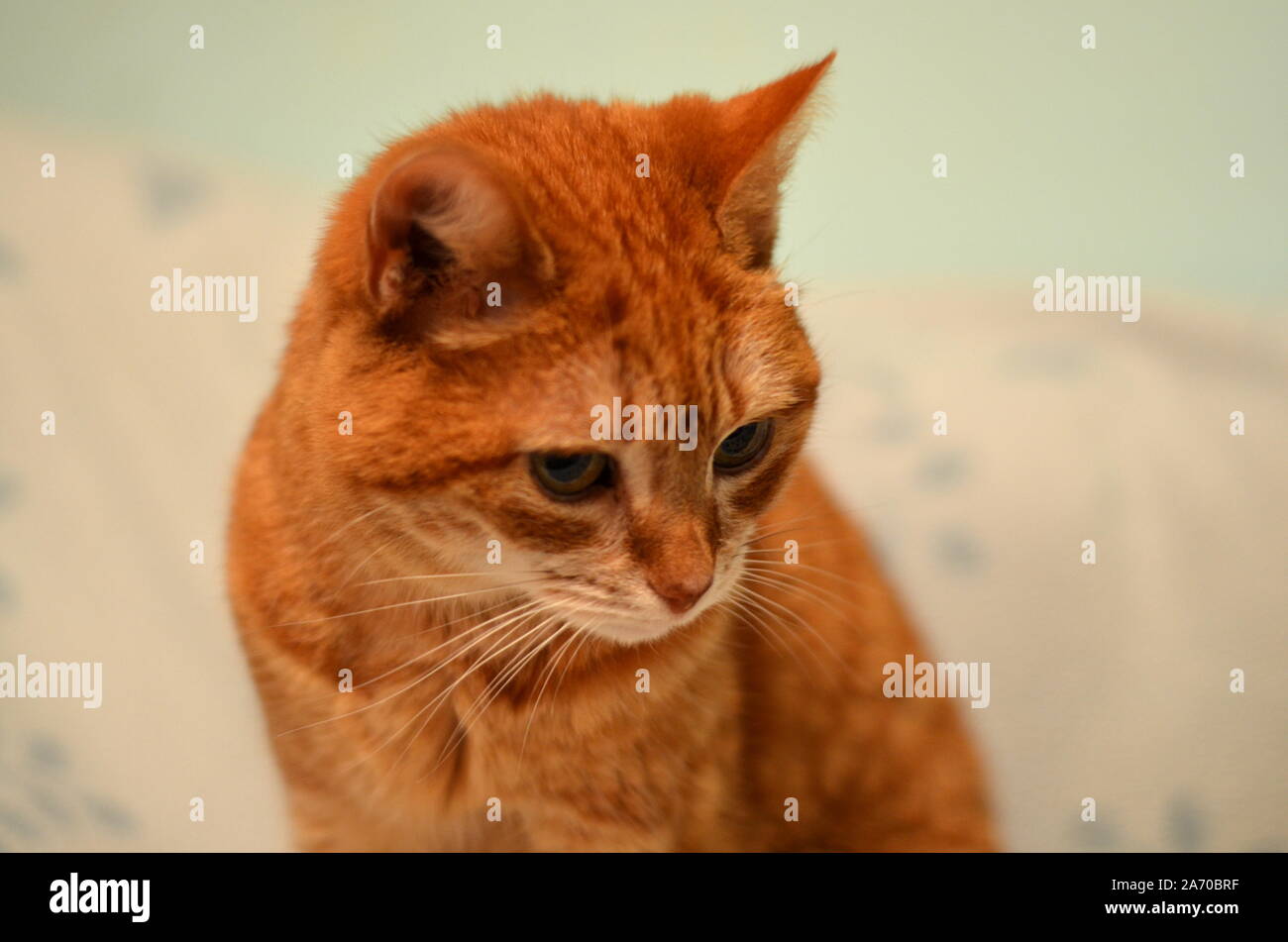 Sleeping ginger white cat hi-res stock photography and images - Alamy