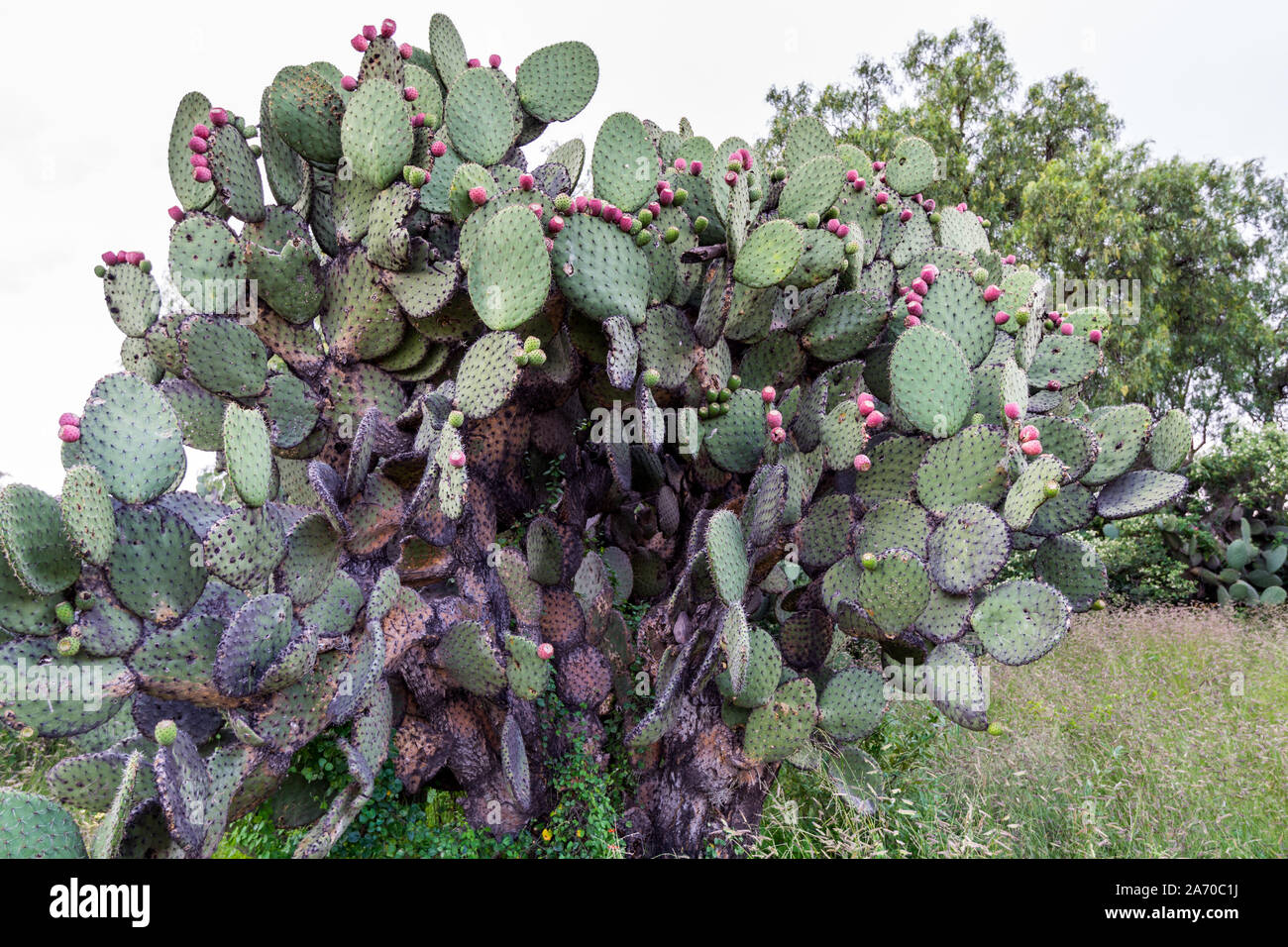 Cacti with ripe fruits at the ruins of the architecturally significant ...