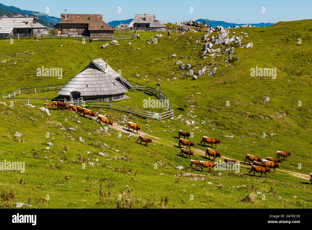 Velika Planina or Big Pasture Plateau in Slovenia. Traditional Alpine ...