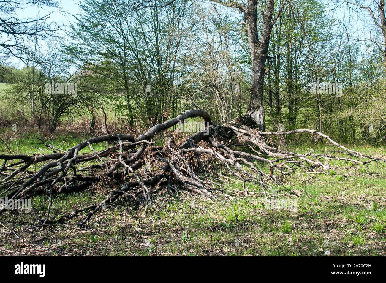 Hit and split by lightning big tree in the woods Stock Photo - Alamy