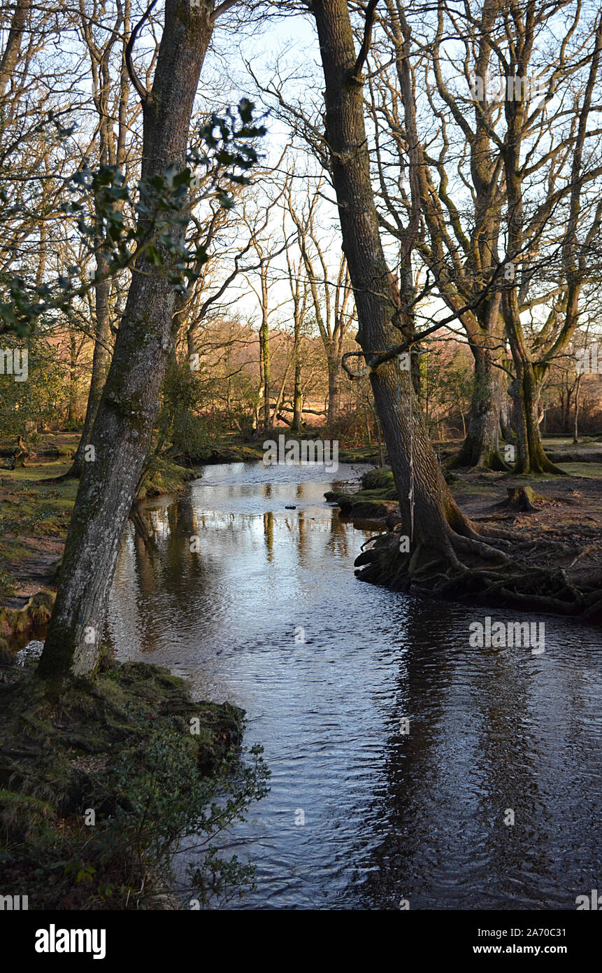 New Forest Stream Stock Photo - Alamy