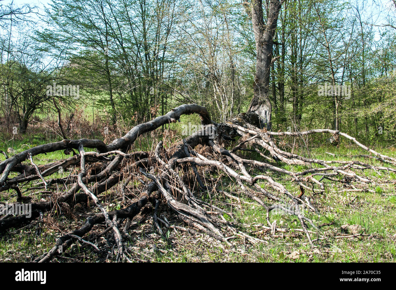 Lightning hit tree hi-res stock photography and images - Alamy
