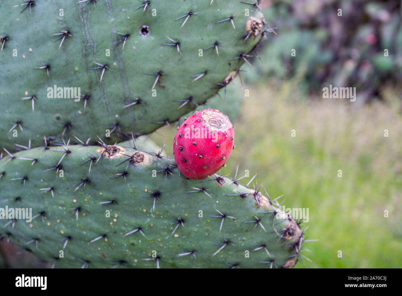 Cacti with ripe fruits at the ruins of the architecturally significant ...