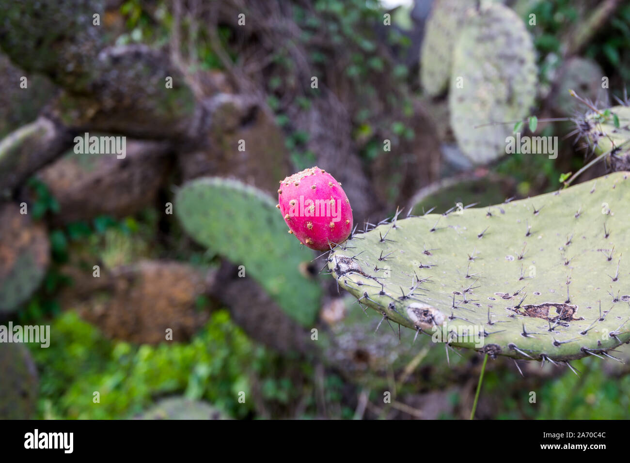 Cacti with ripe fruits at the ruins of the architecturally significant ...