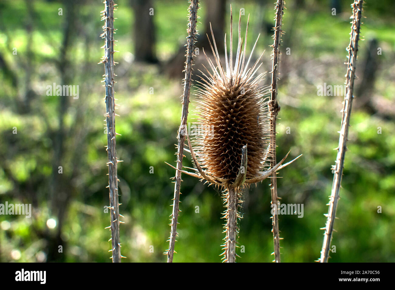 Dry thistle heads closeup in sunny summer day Stock Photo - Alamy