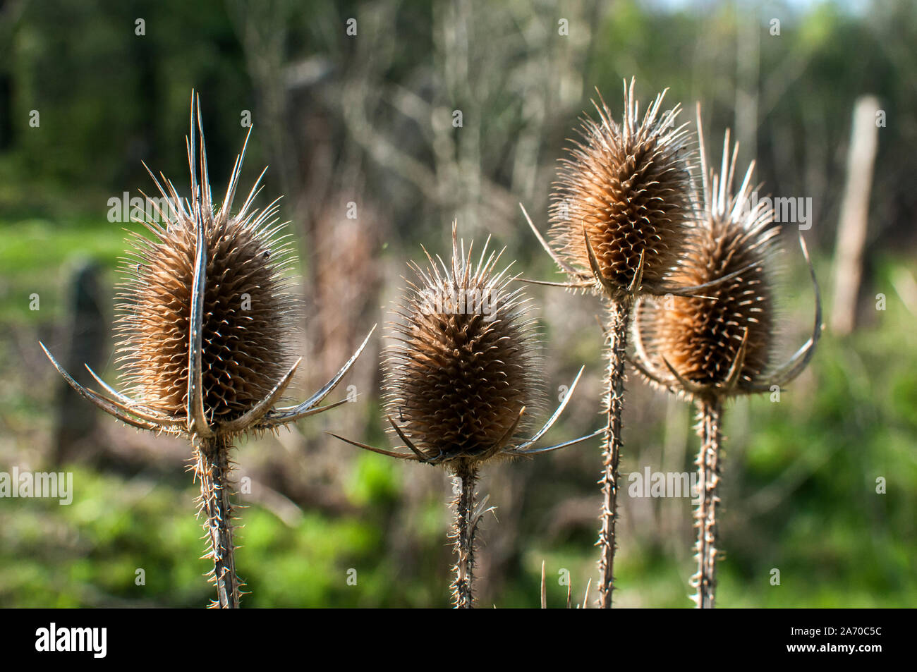 Dry thistle heads closeup in sunny summer day Stock Photo - Alamy