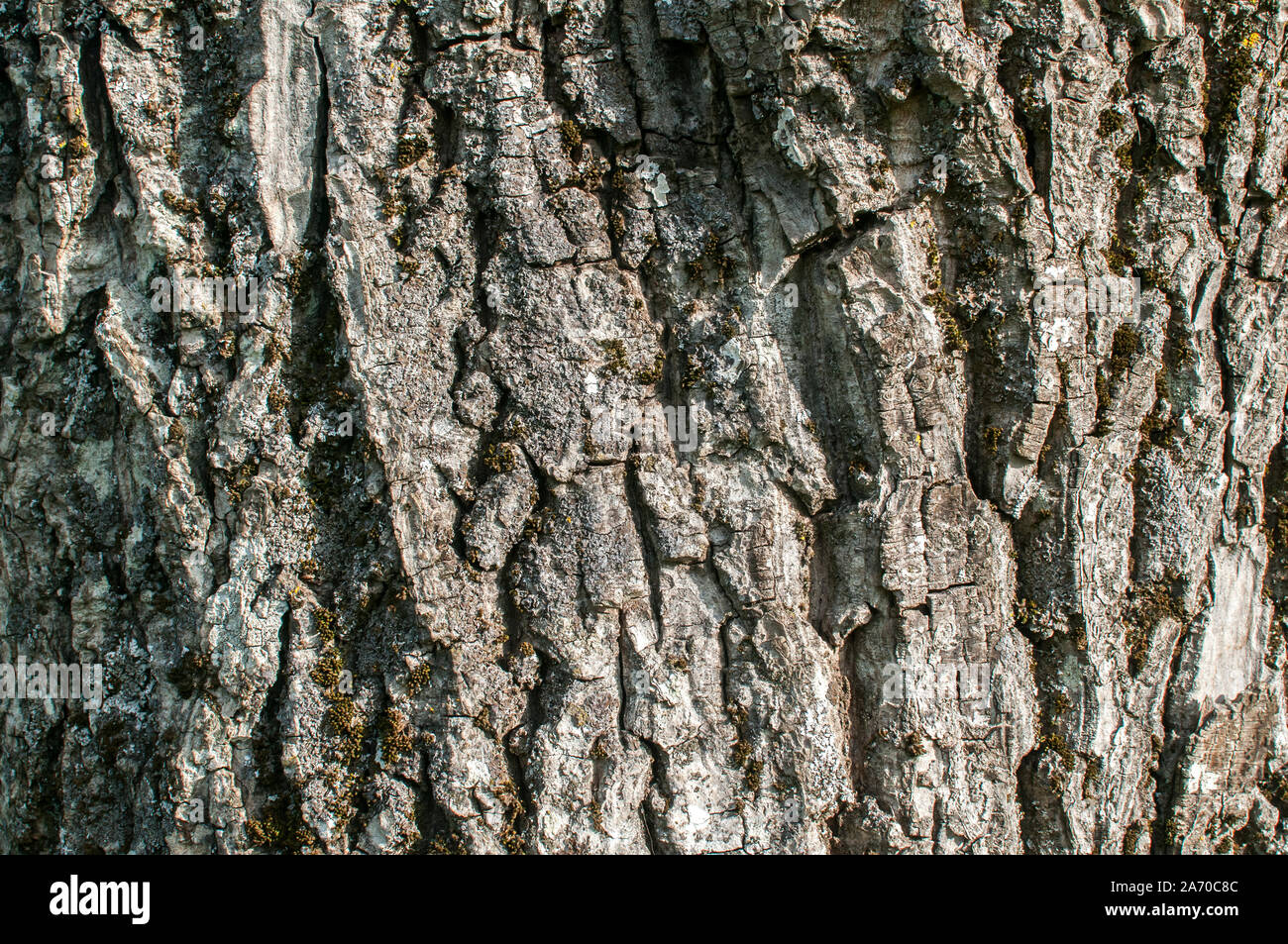 Texture bark old apple hi-res stock photography and images - Alamy