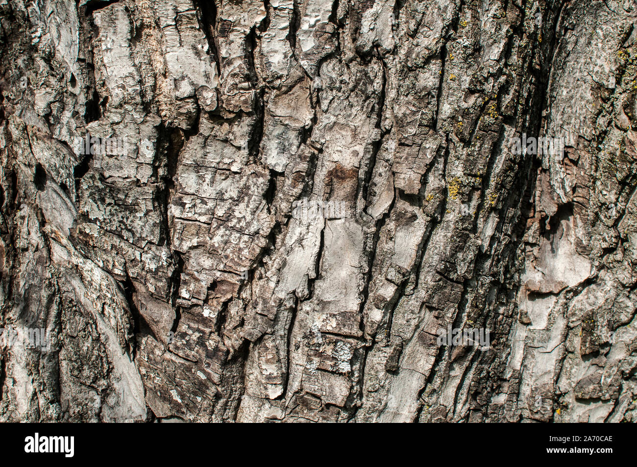 Bark of old apple tree closeup as natural background Stock Photo - Alamy