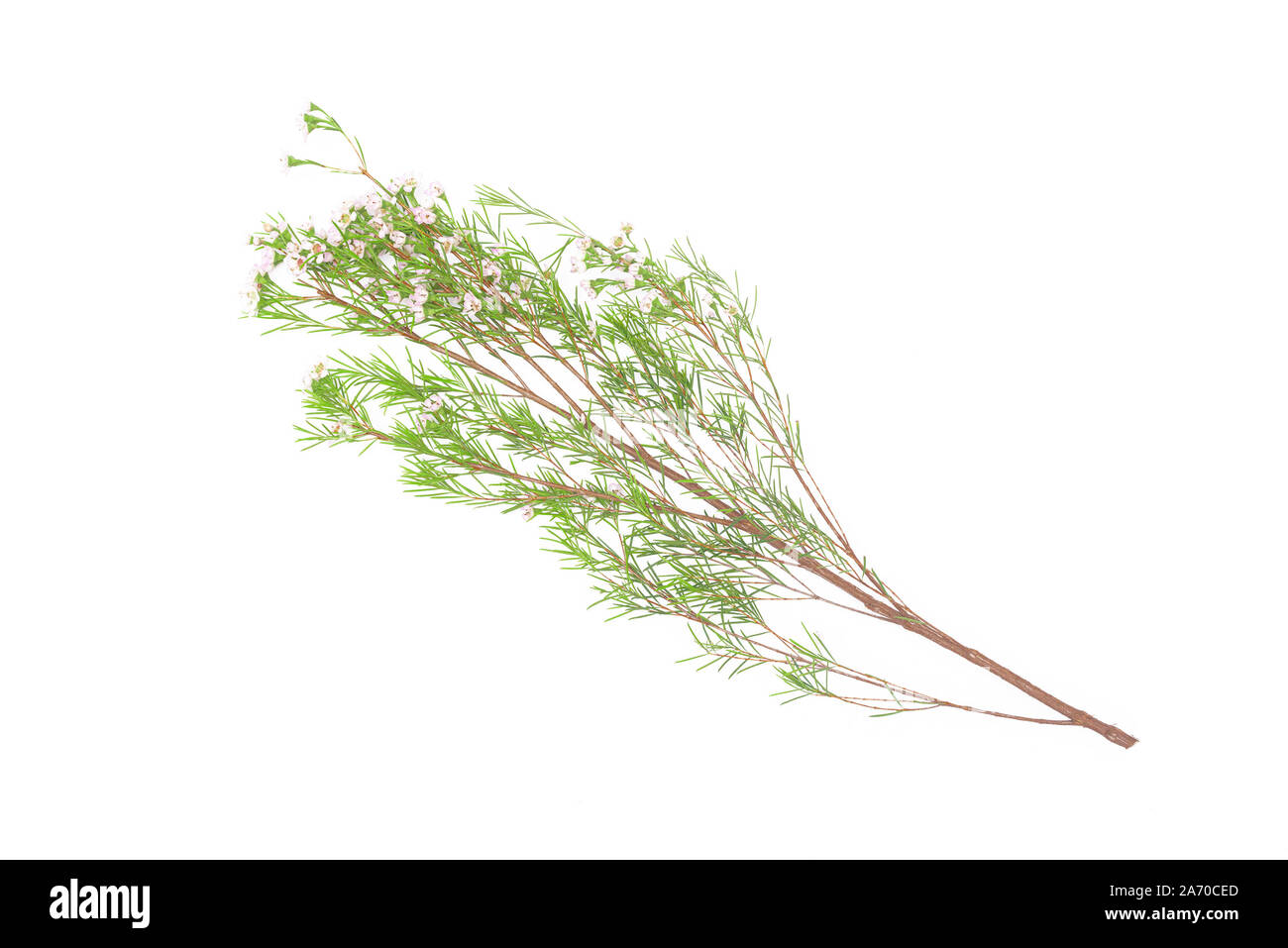 Heather branch isolated on white background Stock Photo - Alamy