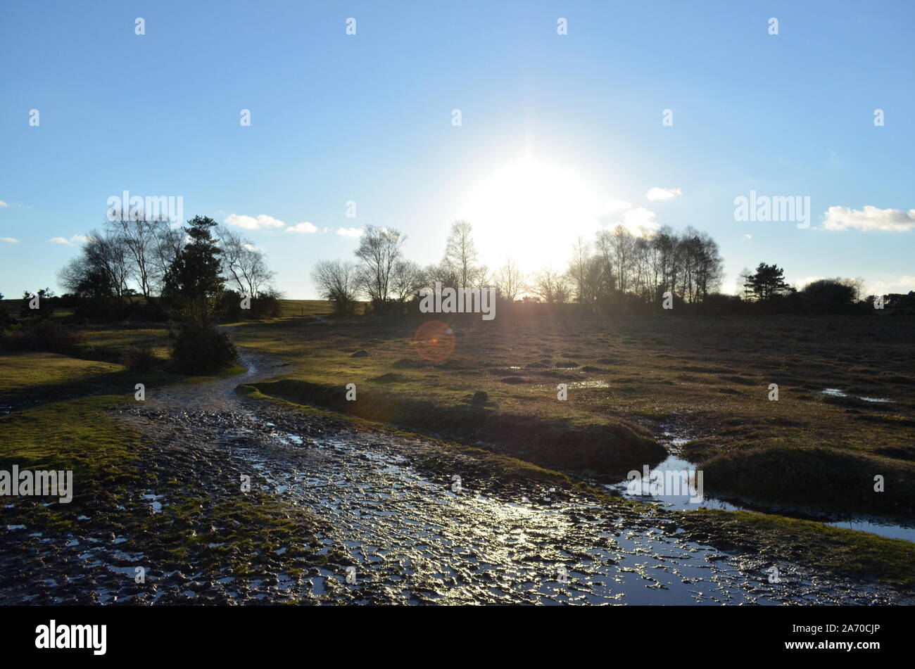 New Forest Landscape Stock Photo - Alamy