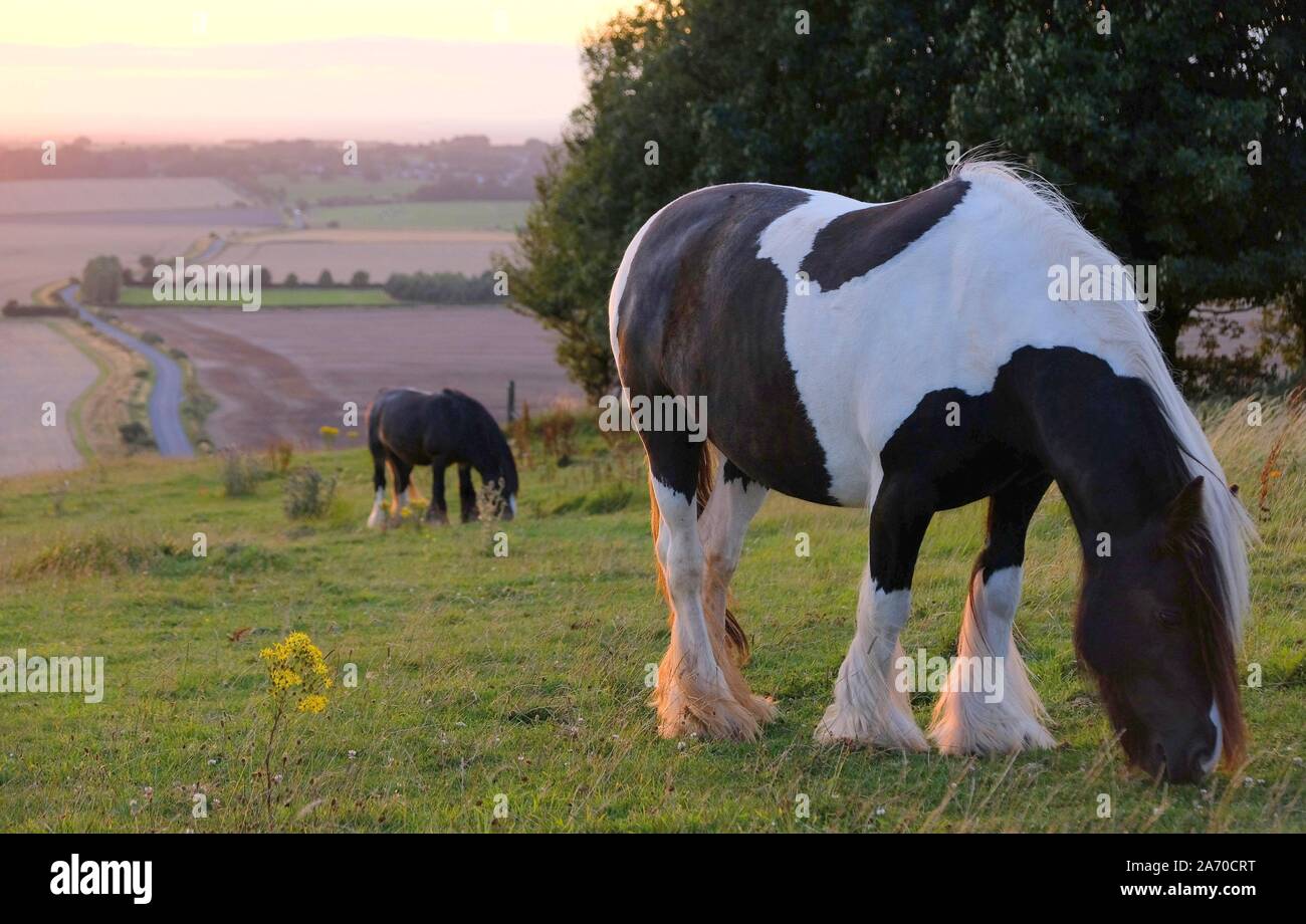 Horses pasturing in a rural landscape under warm sunlight with blue ...