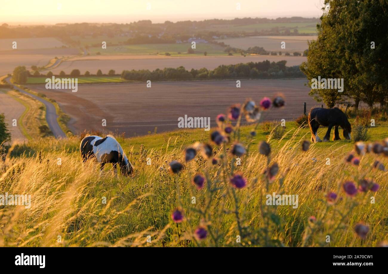 Horses pasturing in a rural landscape under warm sunlight with blue ...