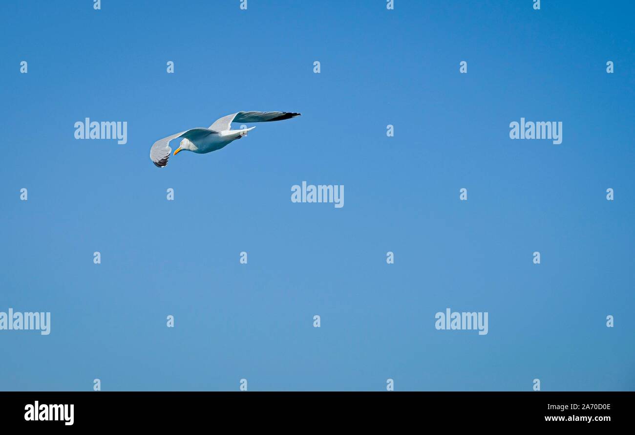 White cliffs dover england bird hi-res stock photography and images - Alamy