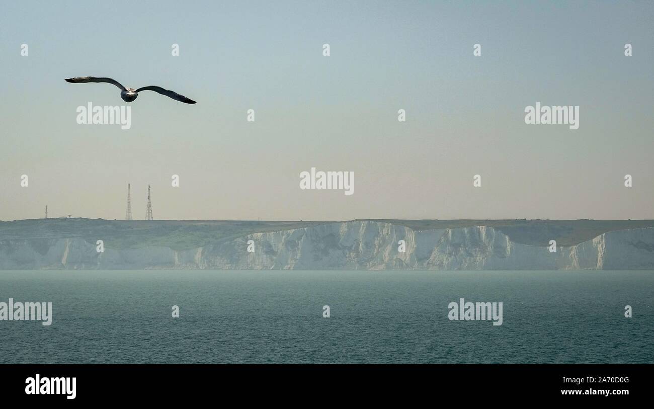 Seagull in front of White Cliffs of Dover Stock Photo - Alamy