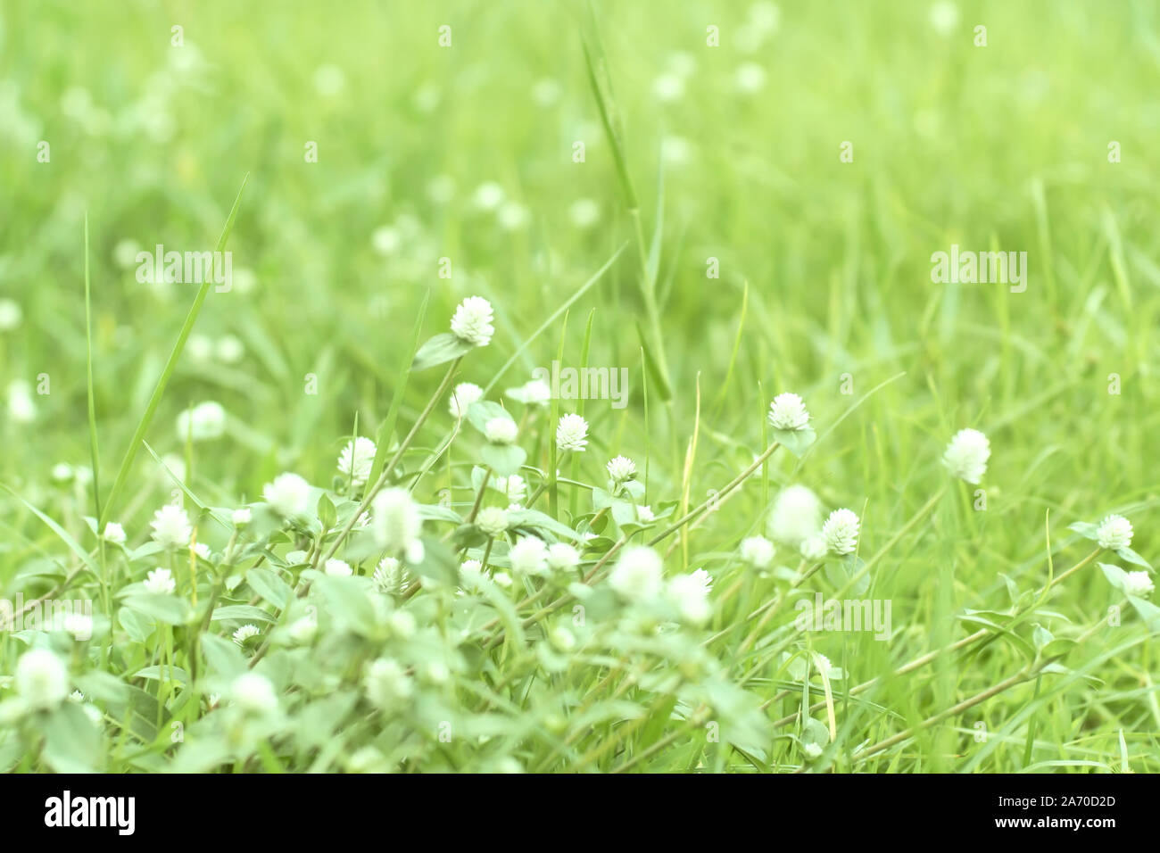 field of white little flowers . A meadow of chamomiles . Field of grass ...