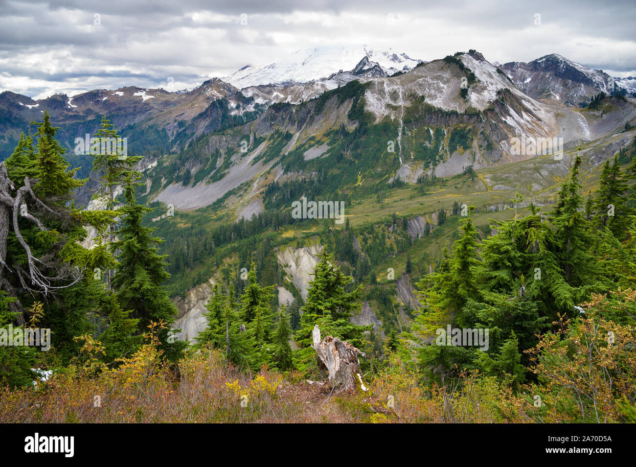 Alpine Mountain Scene With Evergreen Trees Stock Photo - Alamy