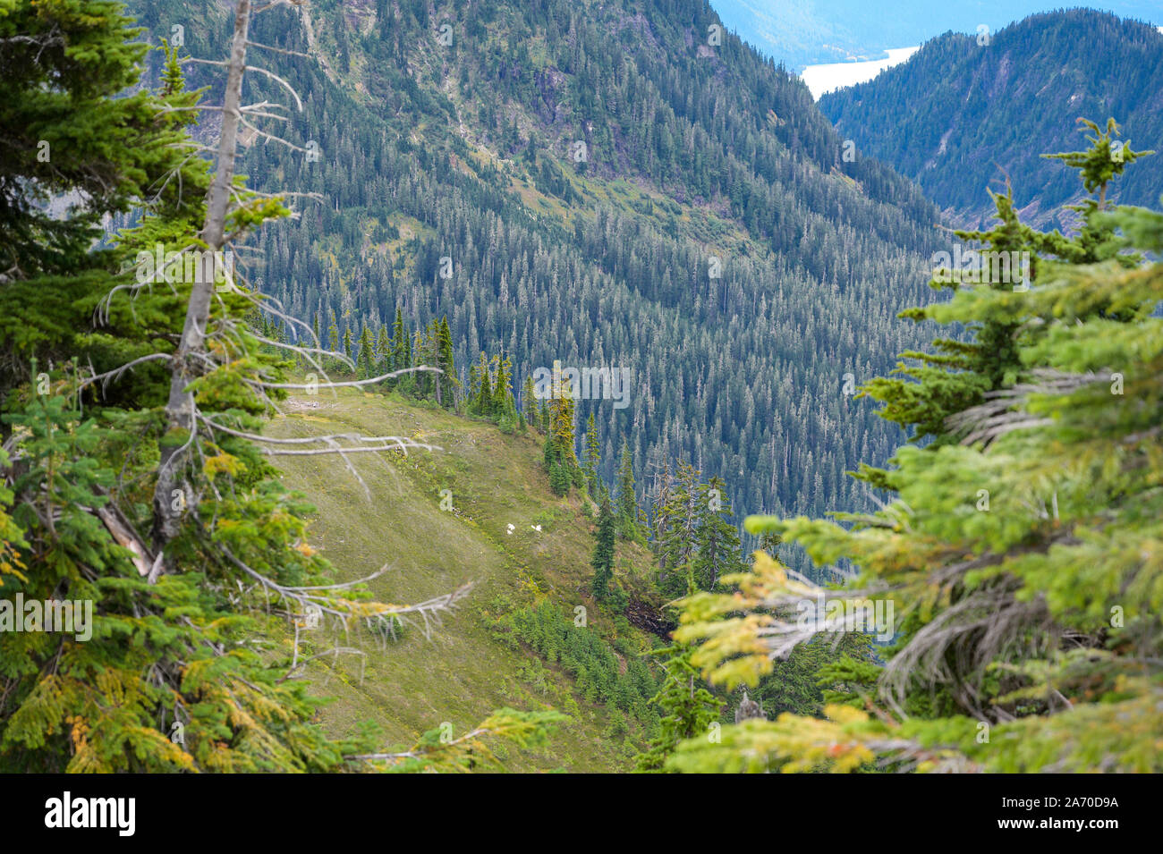 Mt goats hi-res stock photography and images - Alamy