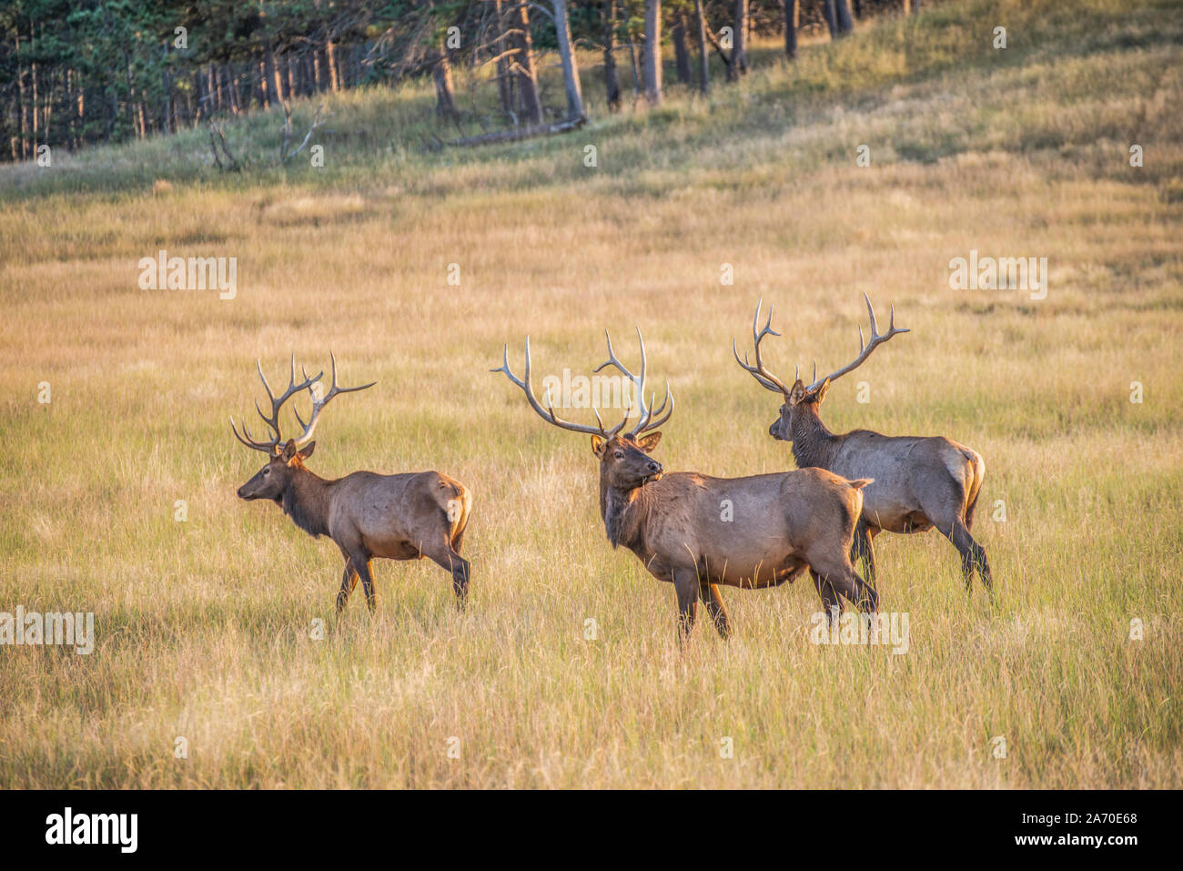 6x6 elk hi-res stock photography and images - Alamy
