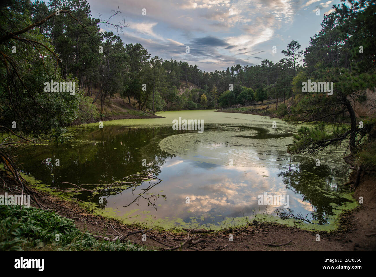 algae covered pond Stock Photo - Alamy