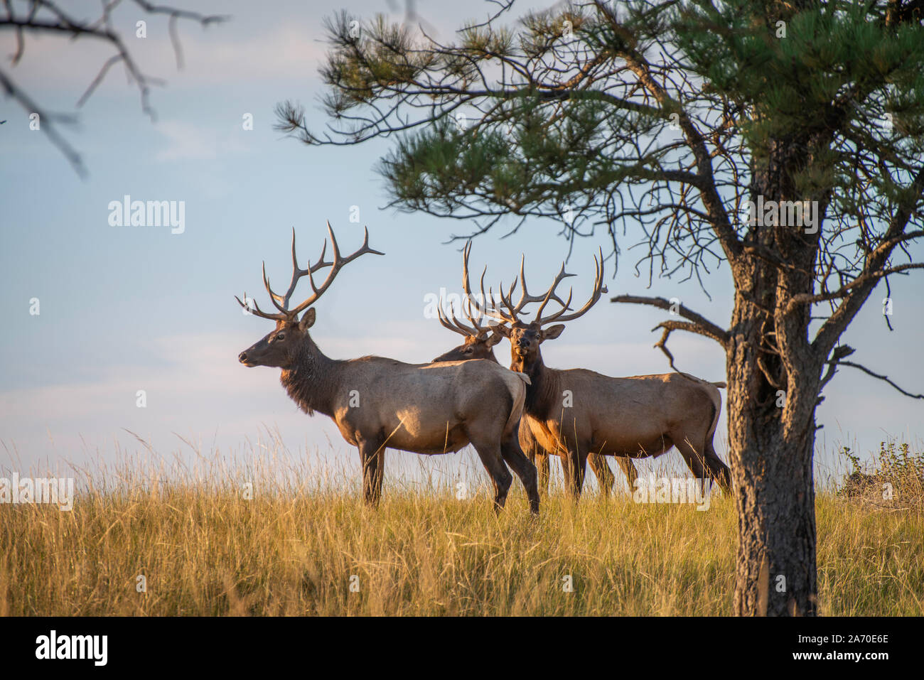 An elk family hi-res stock photography and images - Alamy