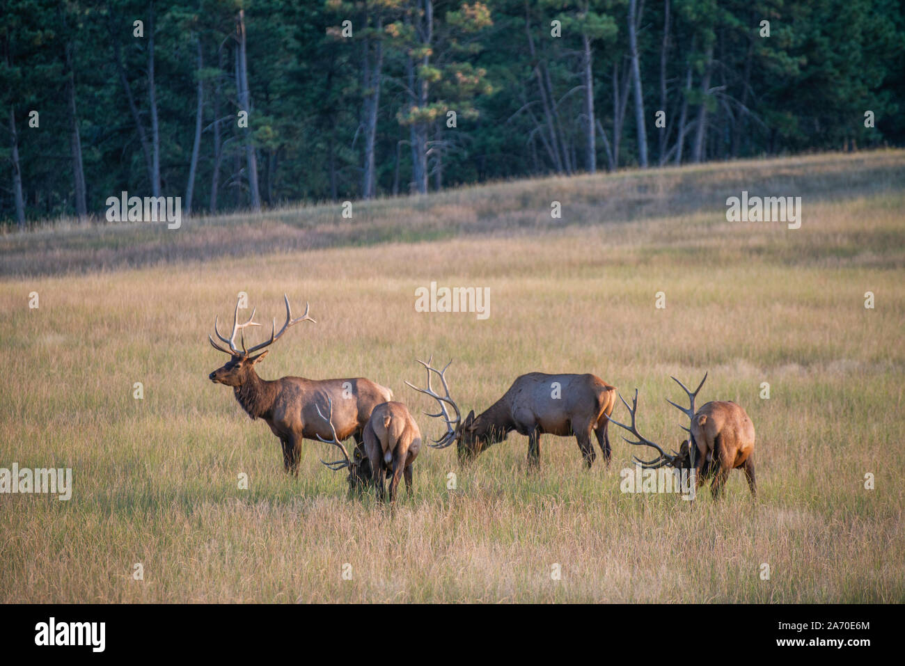 6x6 elk hi-res stock photography and images - Alamy