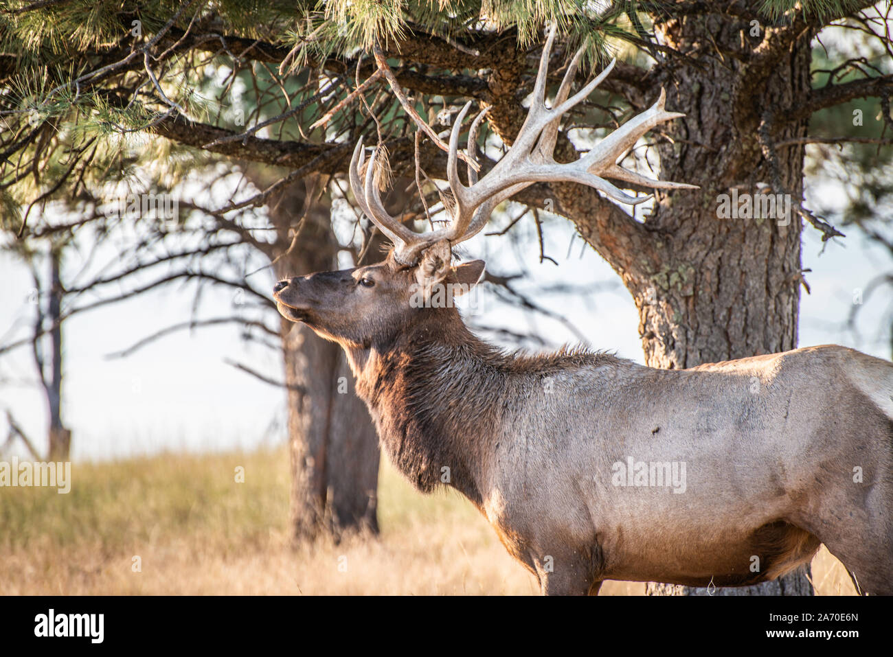 Royal elk hi-res stock photography and images - Alamy