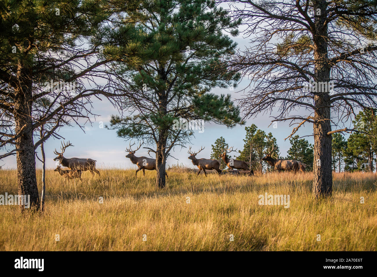 Classic elk hi-res stock photography and images - Alamy
