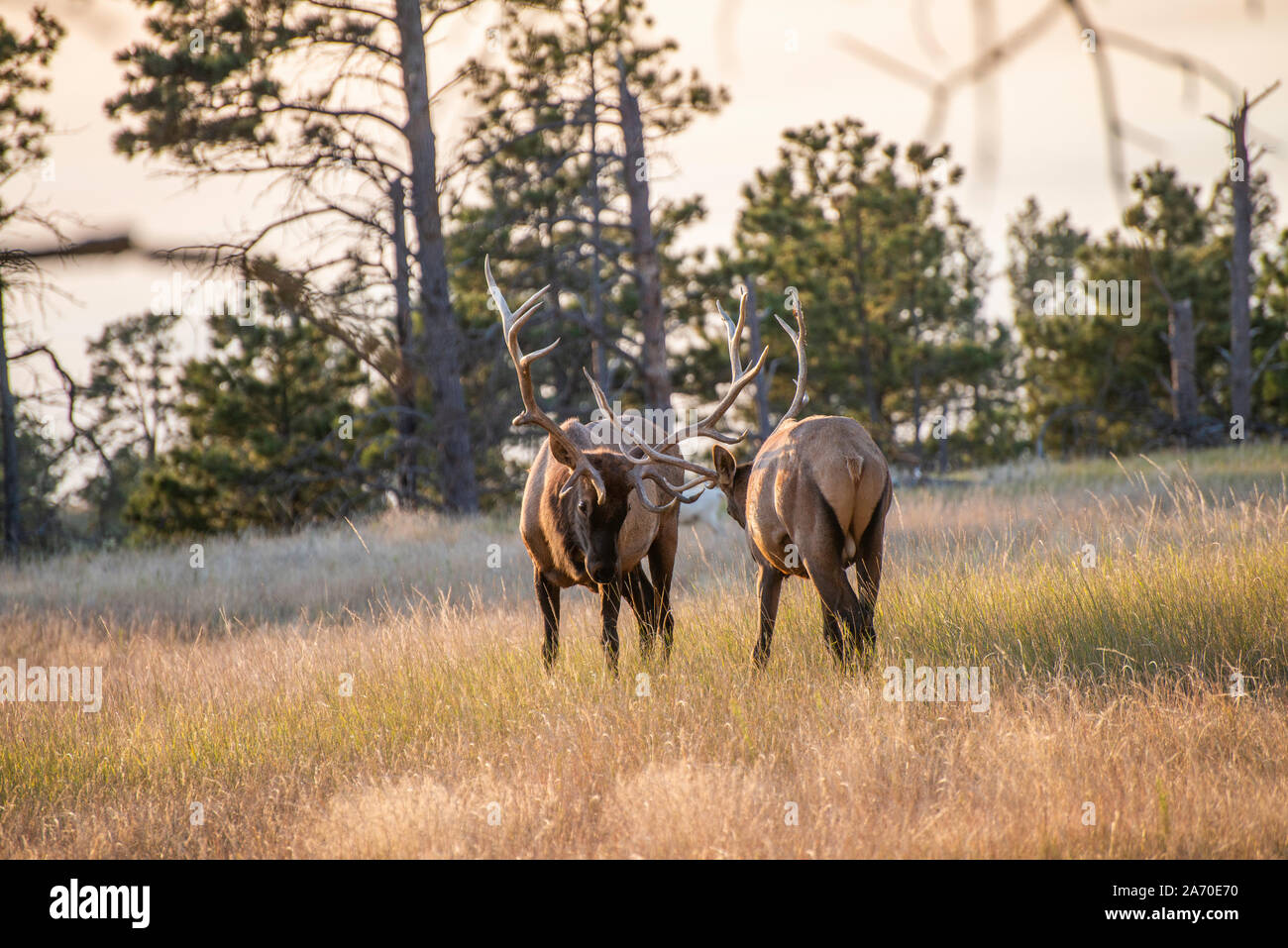 6x6 elk hi-res stock photography and images - Alamy