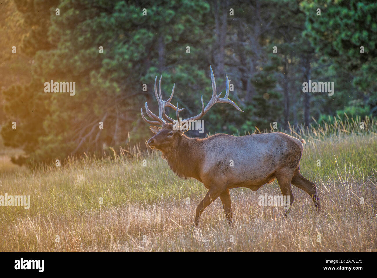 Bull elk rack hi-res stock photography and images - Alamy