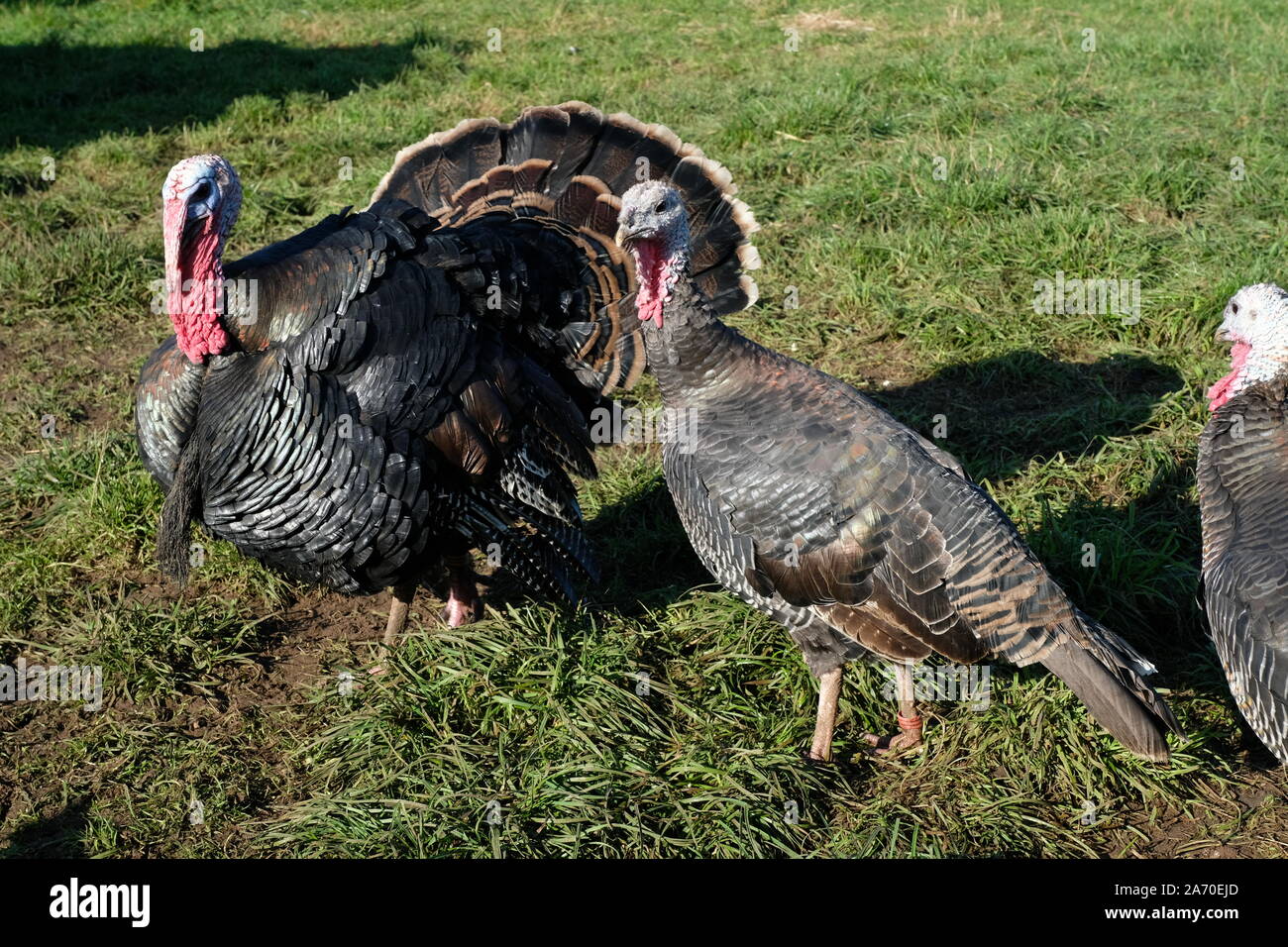 Bronze Turkey, Traditional Christmas Dinner, Poultry, Fowl, Pink Wattle ...