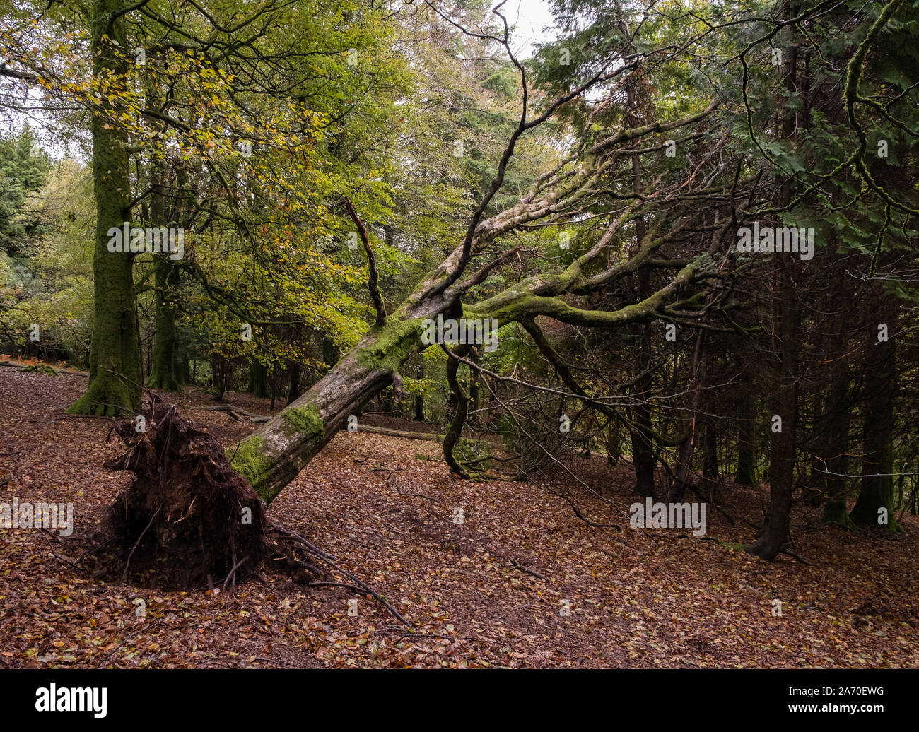 Leaning dead tree hi-res stock photography and images - Alamy